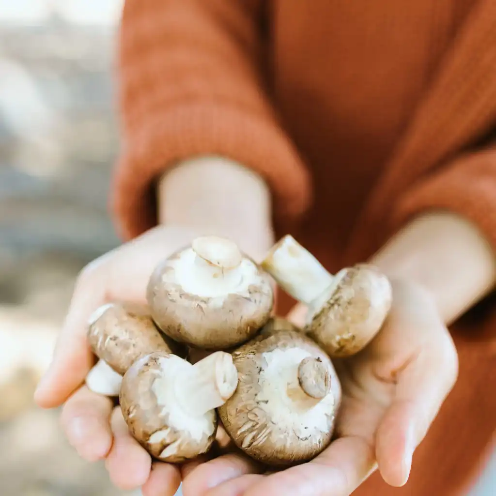 Funghi italiani: caratteristiche, varietà e pericoli da evitare